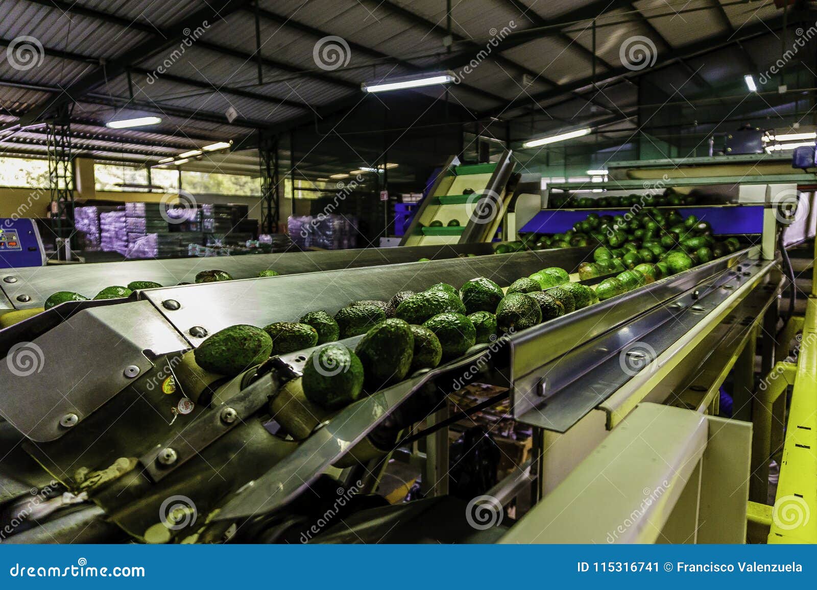 Avocado editorial photo. Image of avocado, export, process - 115316741