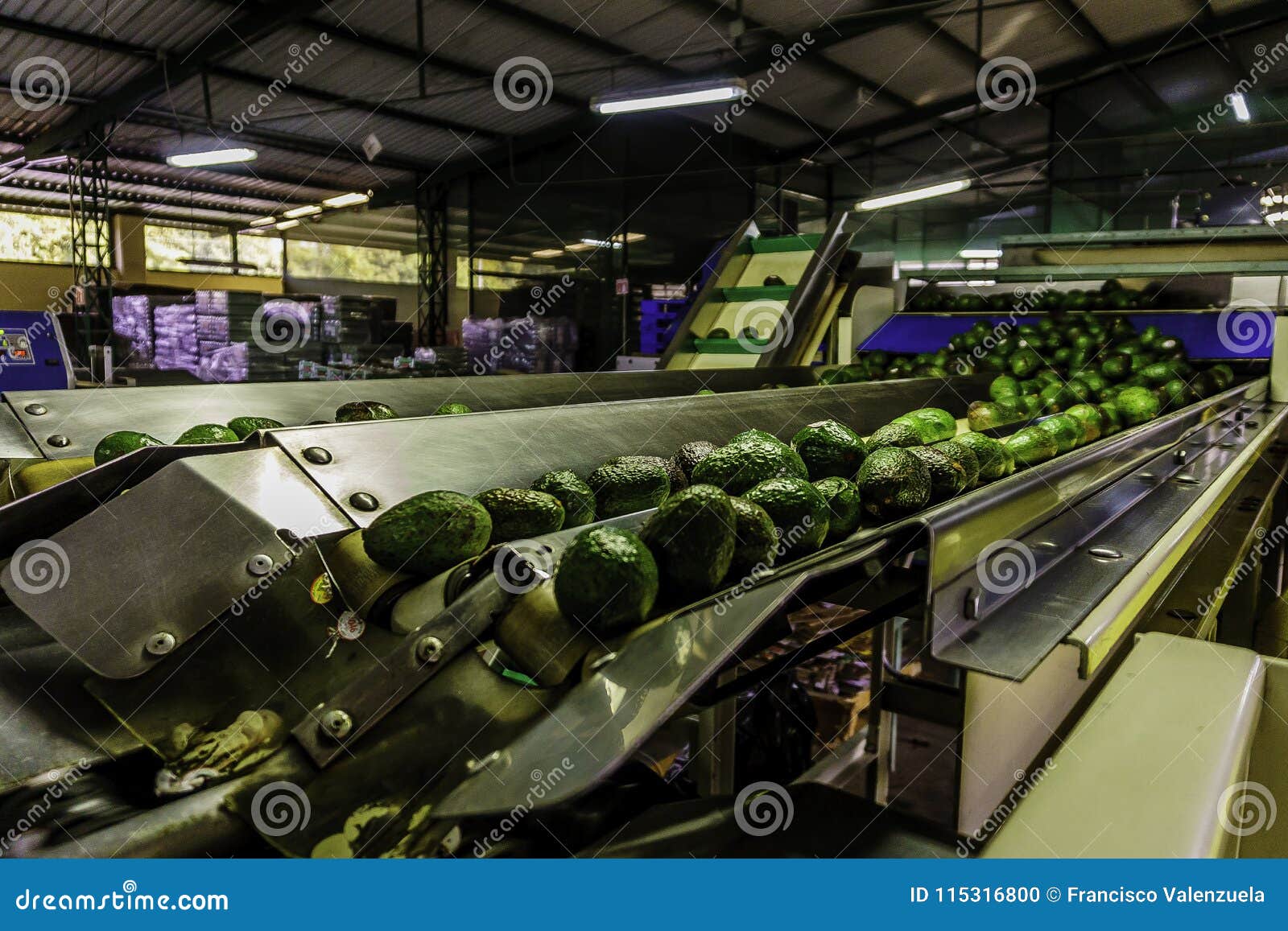 Avocado editorial image. Image of packing, circa, export - 115316800