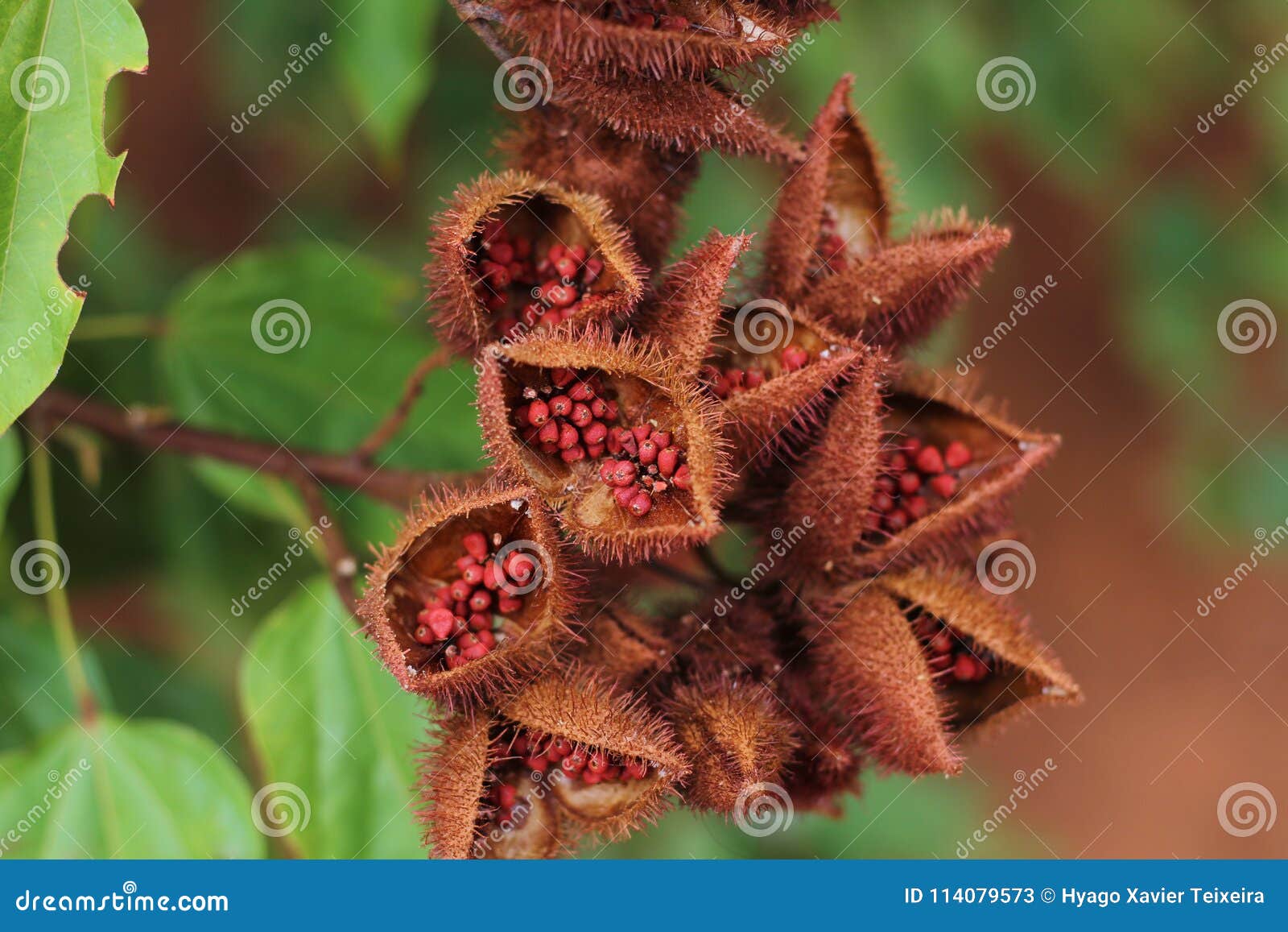 Urucu, Tinta Roja De Los Indios Antiguos Imagen de archivo - Imagen de ...