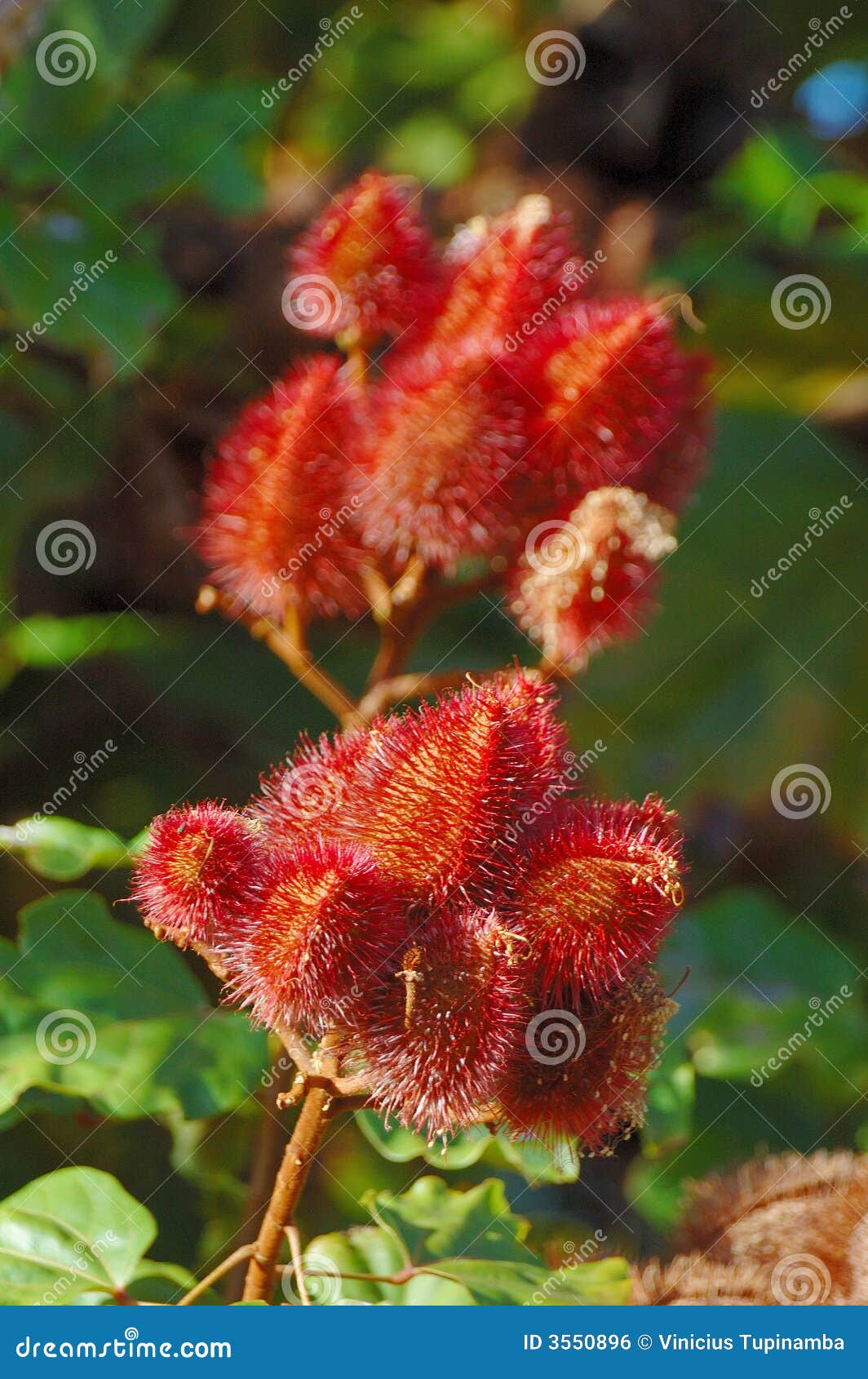 Urucum stock photo. Image of nature, orelana, leaves, tropical - 3550896