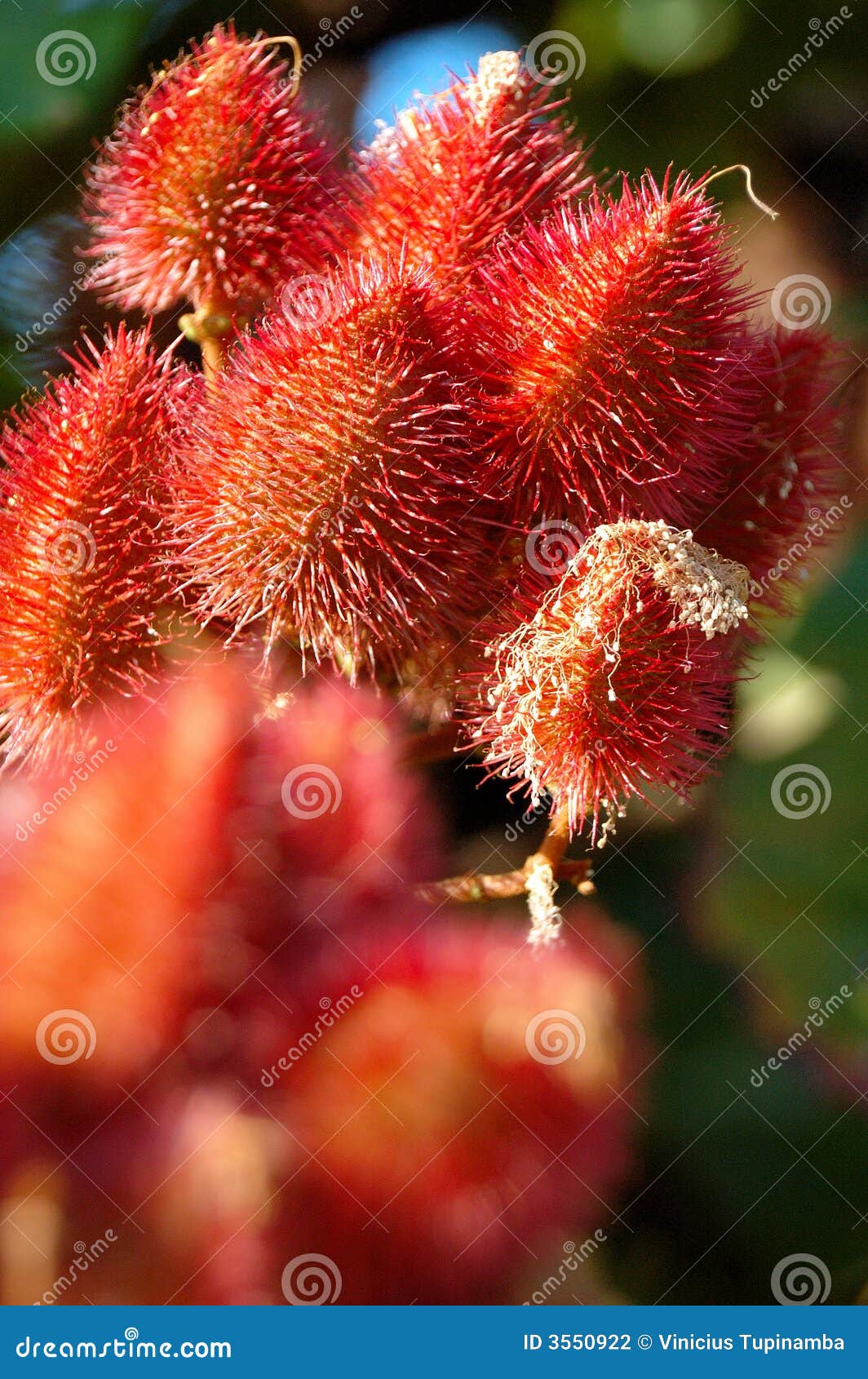 Urucum stock photo. Image of america, nature, thorn, achiote - 3550922
