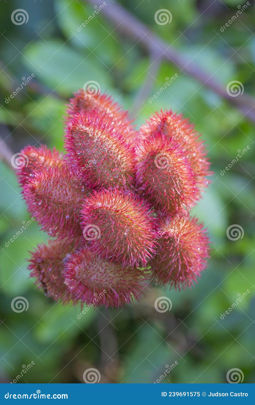 Urucum, A Brazilian Plant Popularly Used For Spices And Mainly In The ...