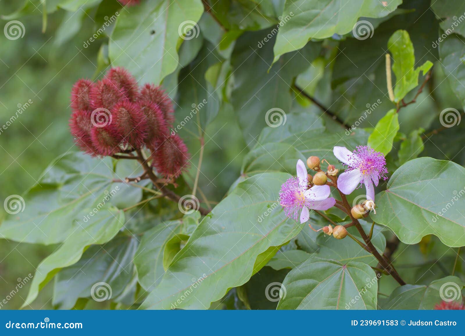 Urucum, A Brazilian Plant Popularly Used For Spices And Mainly In The ...