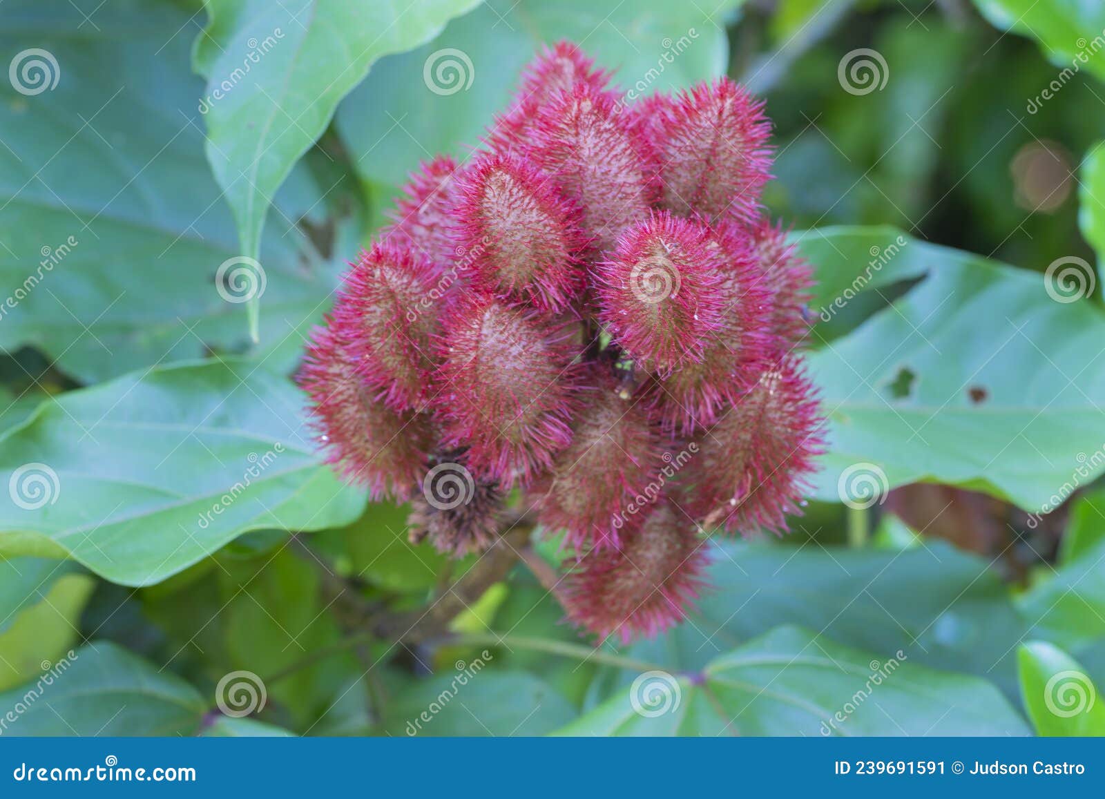 Urucum, A Brazilian Plant Popularly Used For Spices And Mainly In The ...