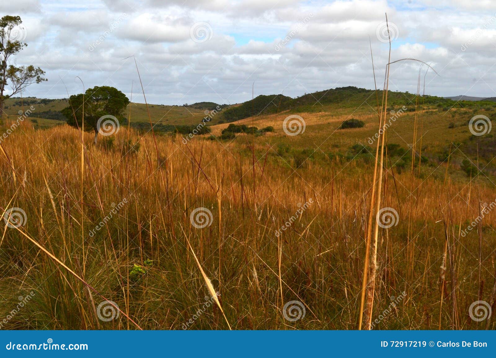 UruguayÂ´s landscape stock image. Image of tres, state - 72917219