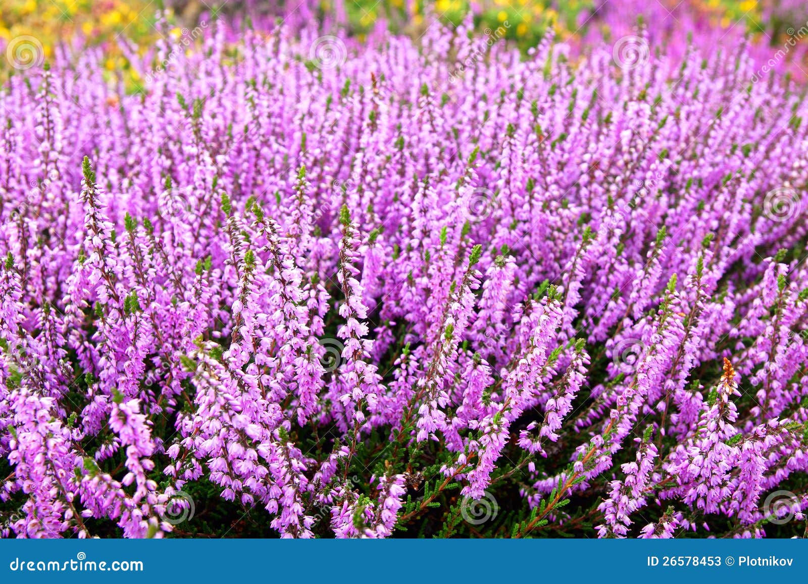 Urze imagem de stock. Imagem de horticultura, urze, grupo - 26578453