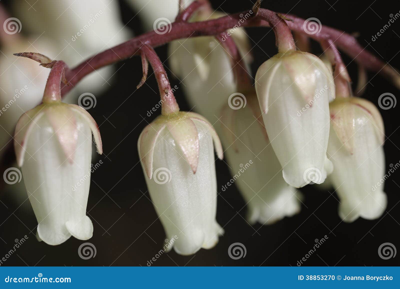 Urze foto de stock. Imagem de unido, europa, reino, macro - 38853270