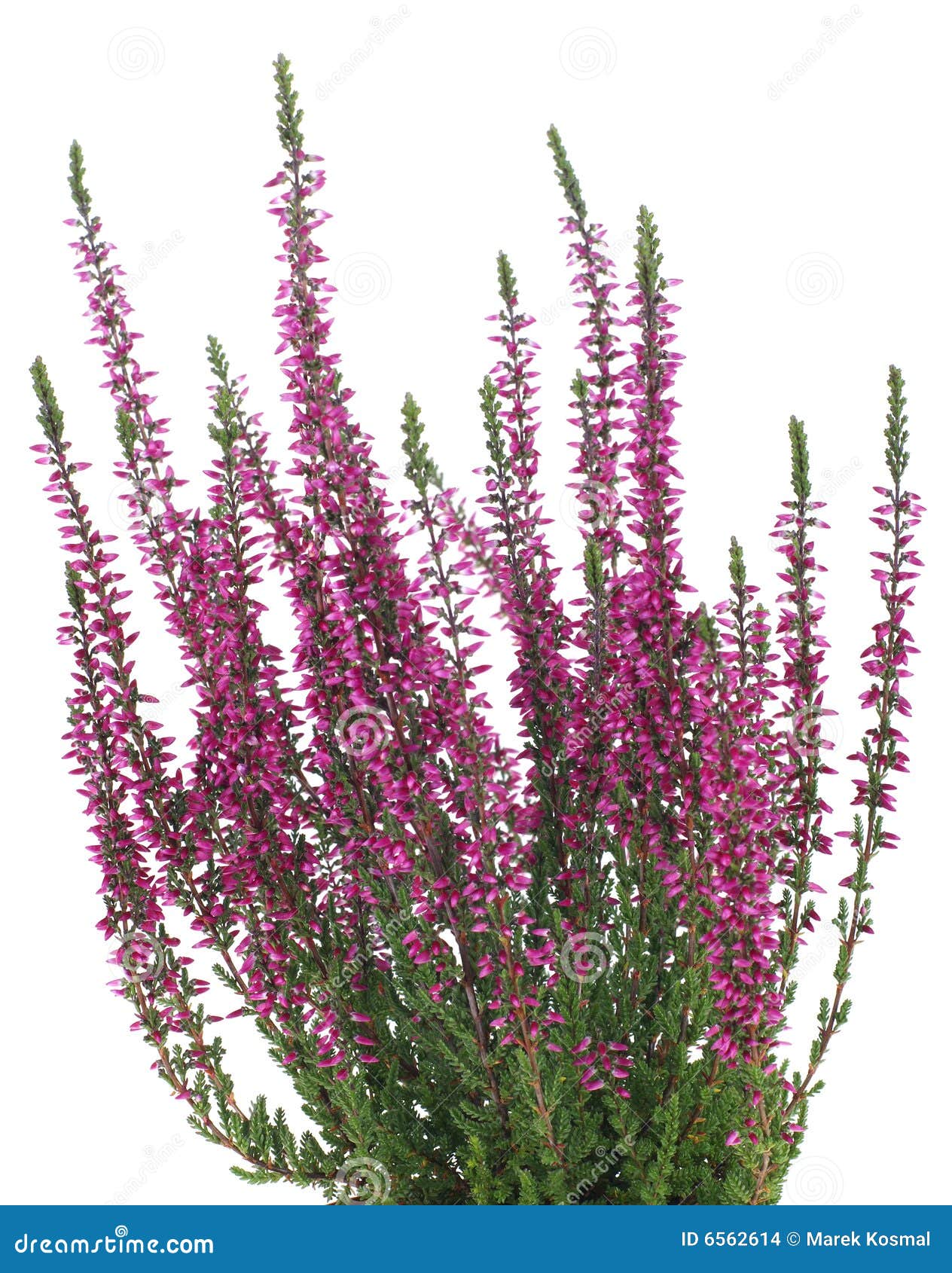 Urze foto de stock. Imagem de nave, weed, fresco, branco - 6562614