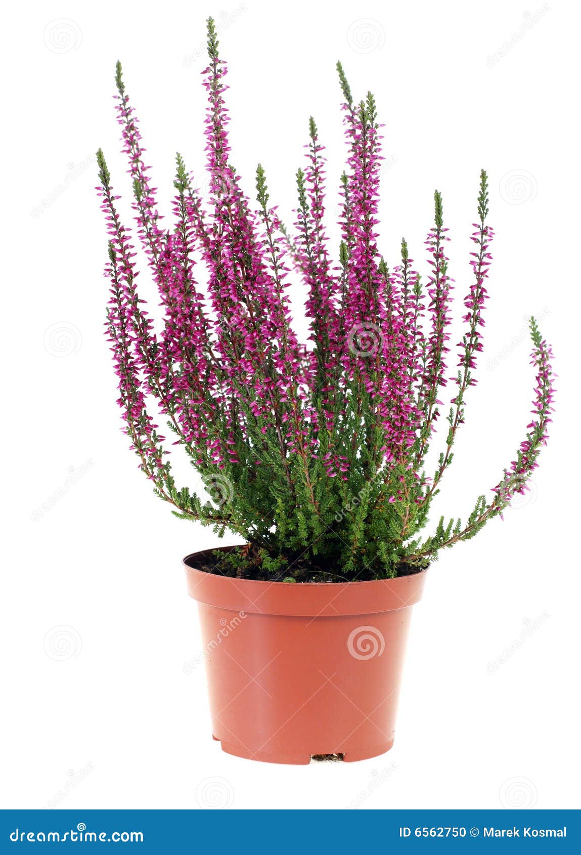 Urze foto de stock. Imagem de vaso, planta, urze, potenciômetro - 6562750