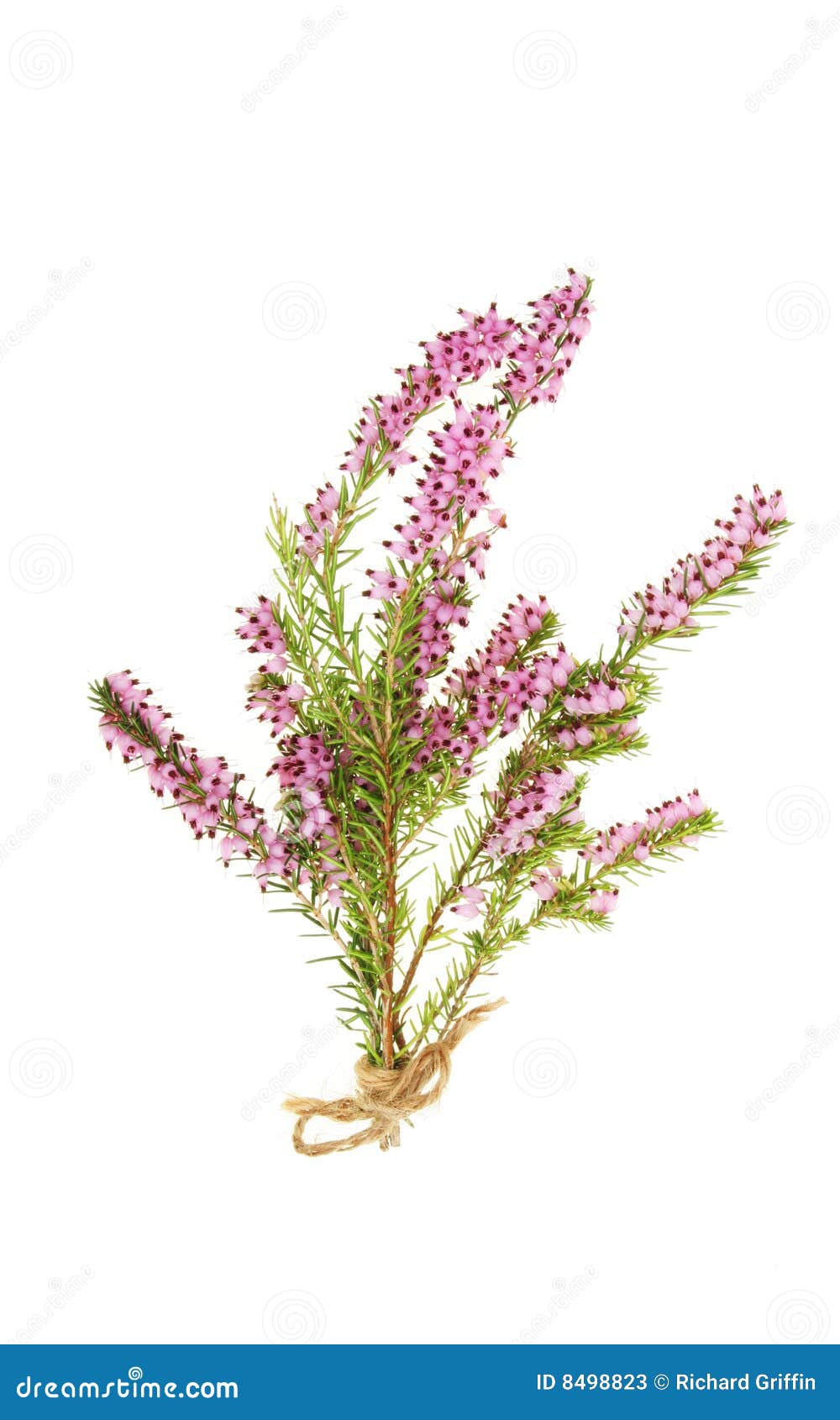 Urze imagem de stock. Imagem de afortunado, galeria, isolado - 8498823