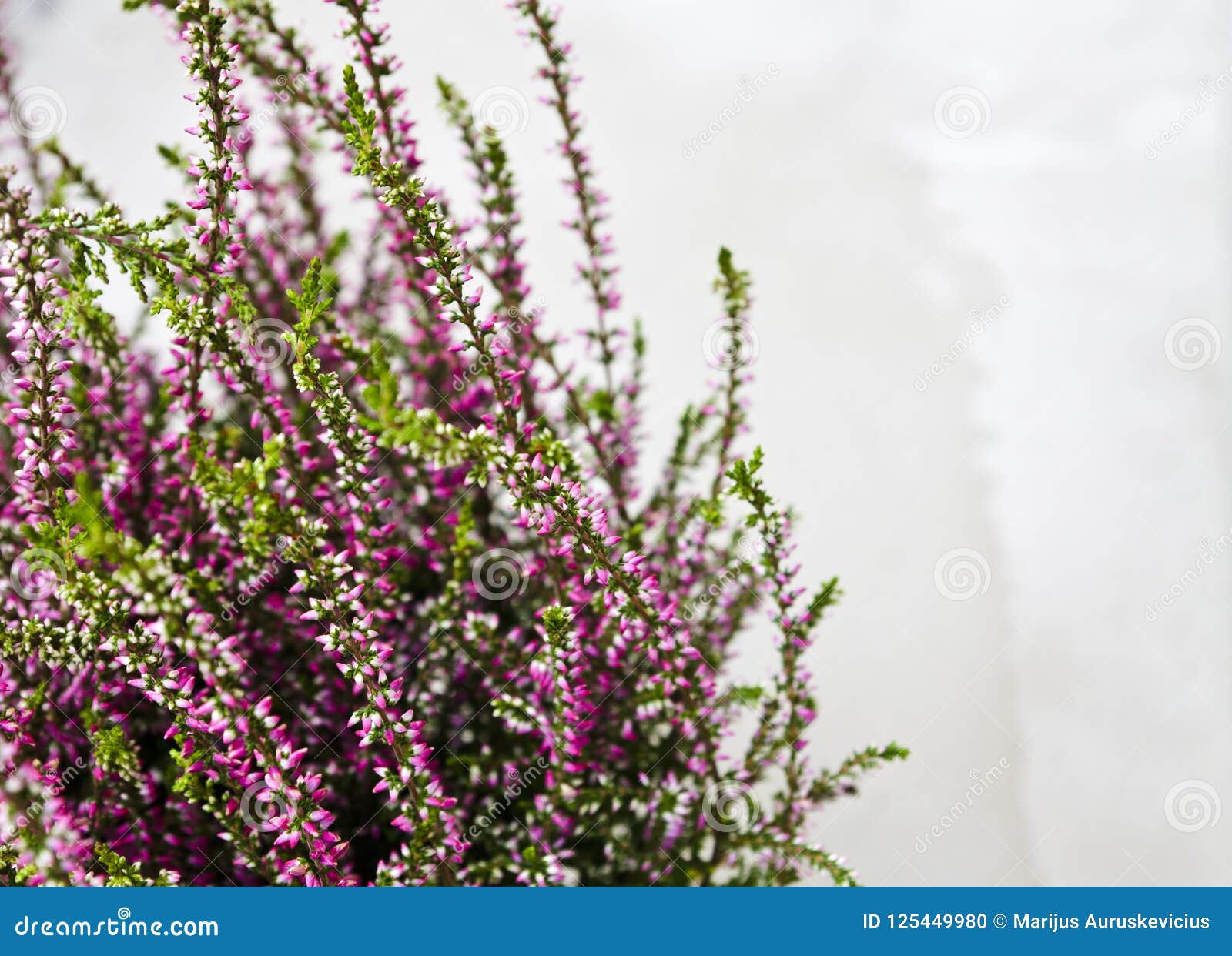 Urze Comum Flores Da Urze Roxa No Fundo Cinzento Foto de Stock - Imagem ...