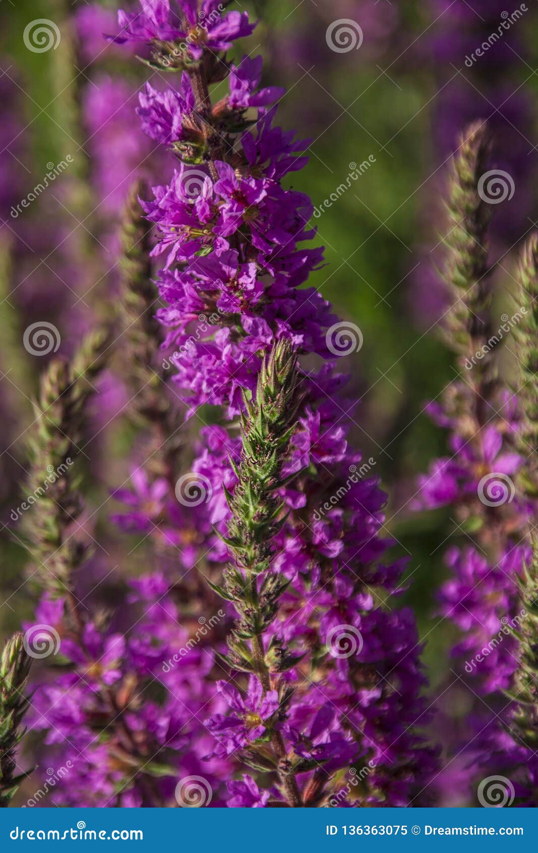 Urze Da Planta No Fundo Da Cor Imagem de Stock - Imagem de textura ...