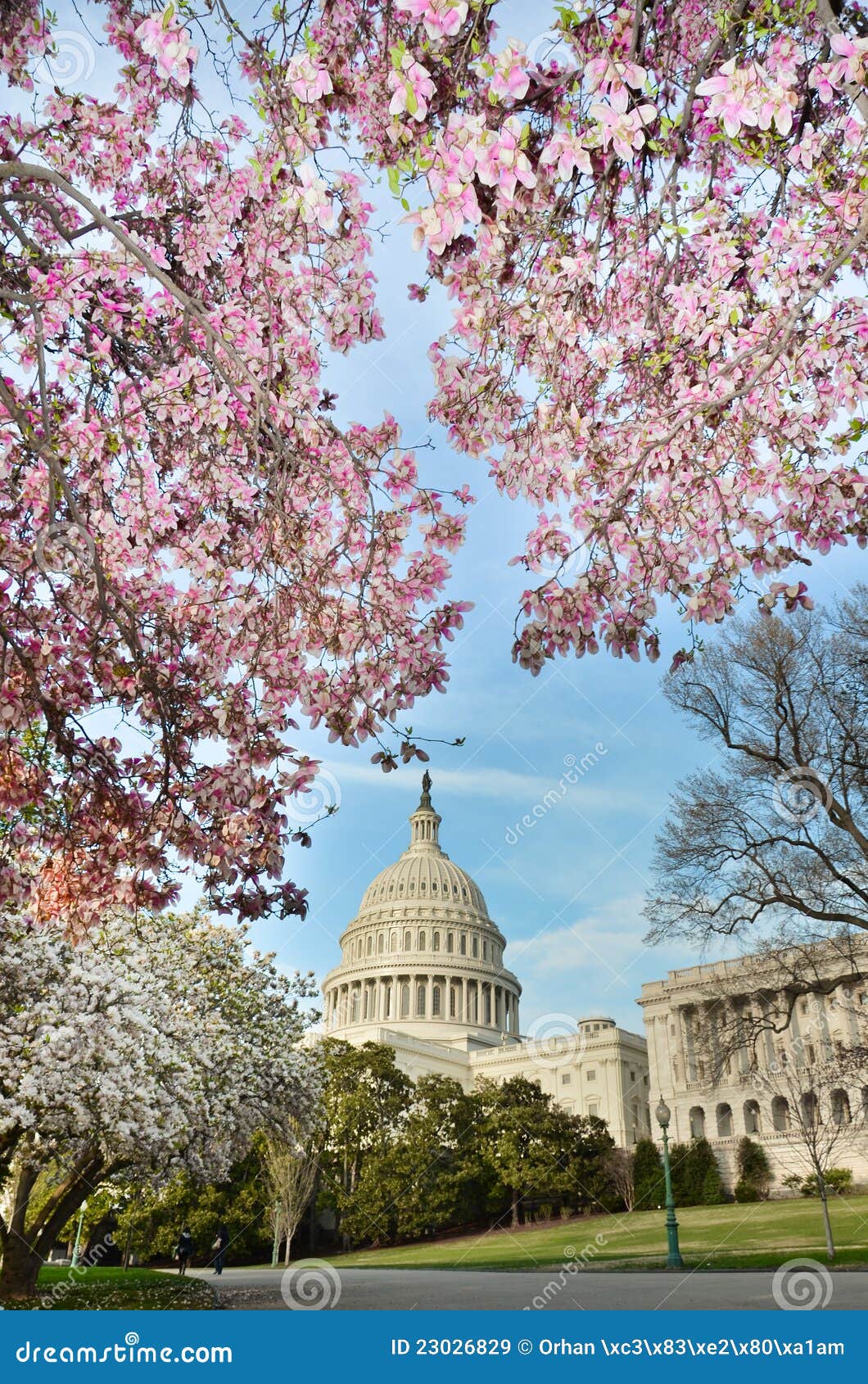 US Capitol Building in Washington DC USA in Spring Stock Image - Image ...