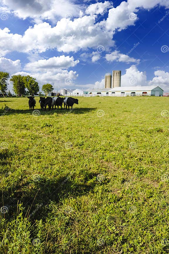 US Dairy Farm stock photo. Image of cows, american, farm - 221673216