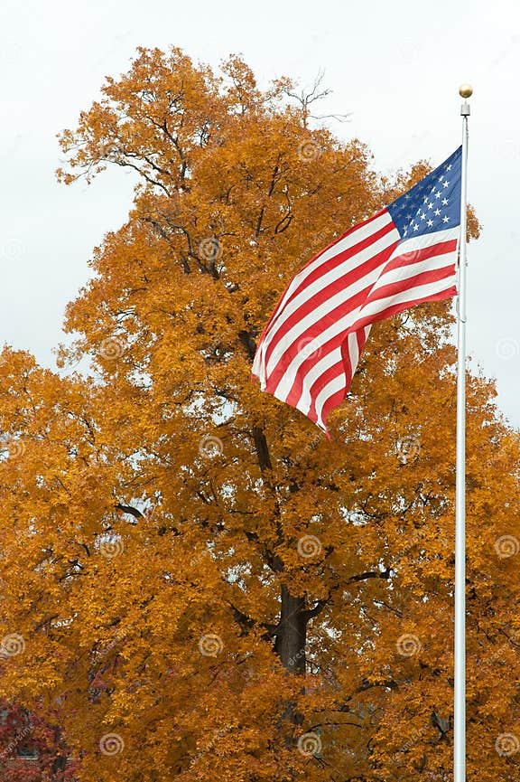 Us flag in front of a tree stock photo. Image of veteran - 26135838