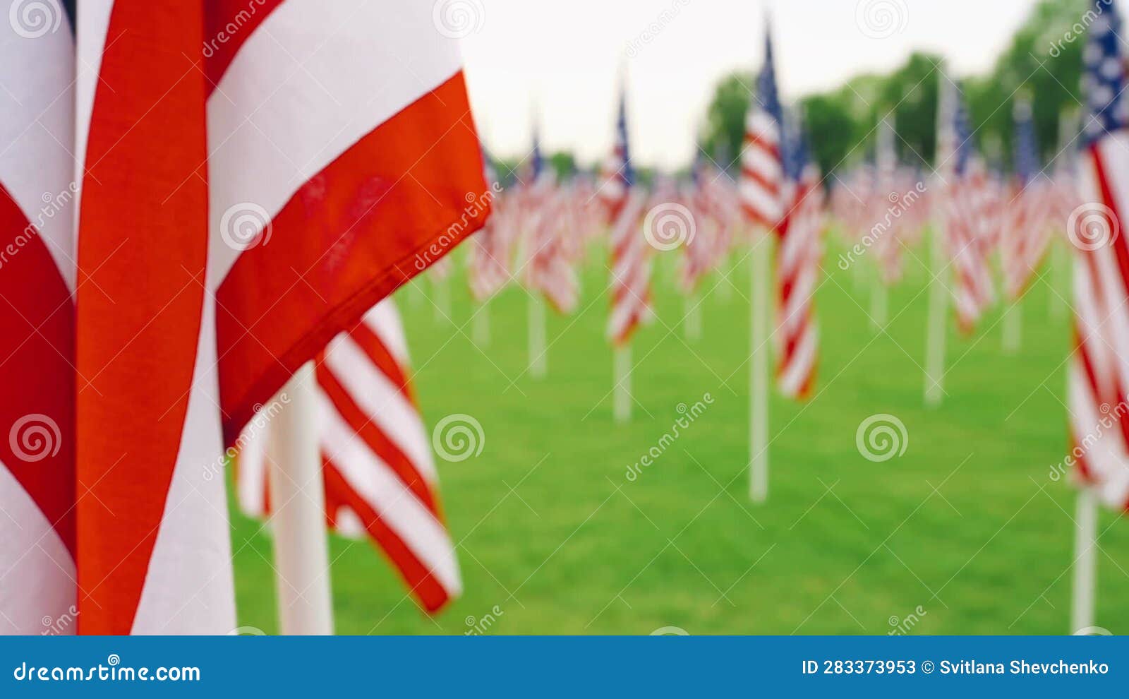 USA American Flags. Many Flags on the Field. Flag on the Grass Stock ...