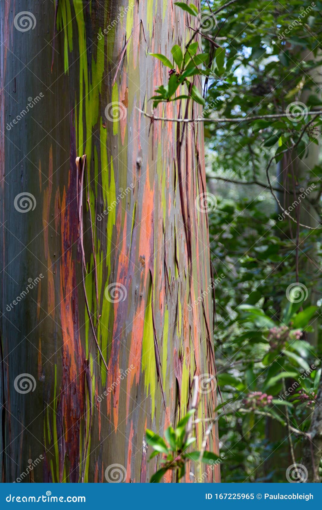 Hawaii Eucalyptus Rainbow Tree Royalty-Free Stock Photo | CartoonDealer ...