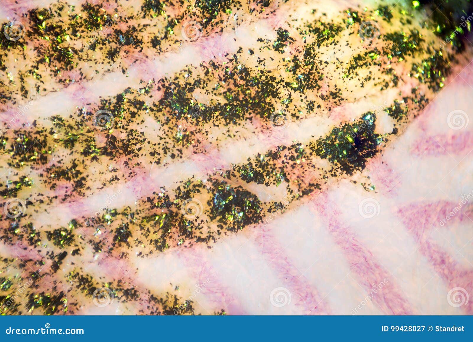 USA Money Under a Microscope Partially Out of Focus, Focus Point on ...