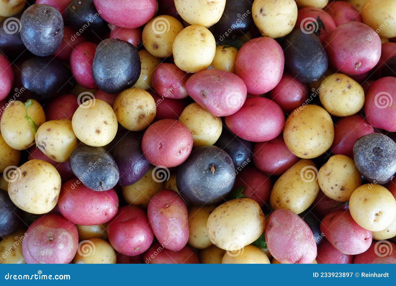 Close-up of Red, Yellow and Black Potatoes Stock Image - Image of ...