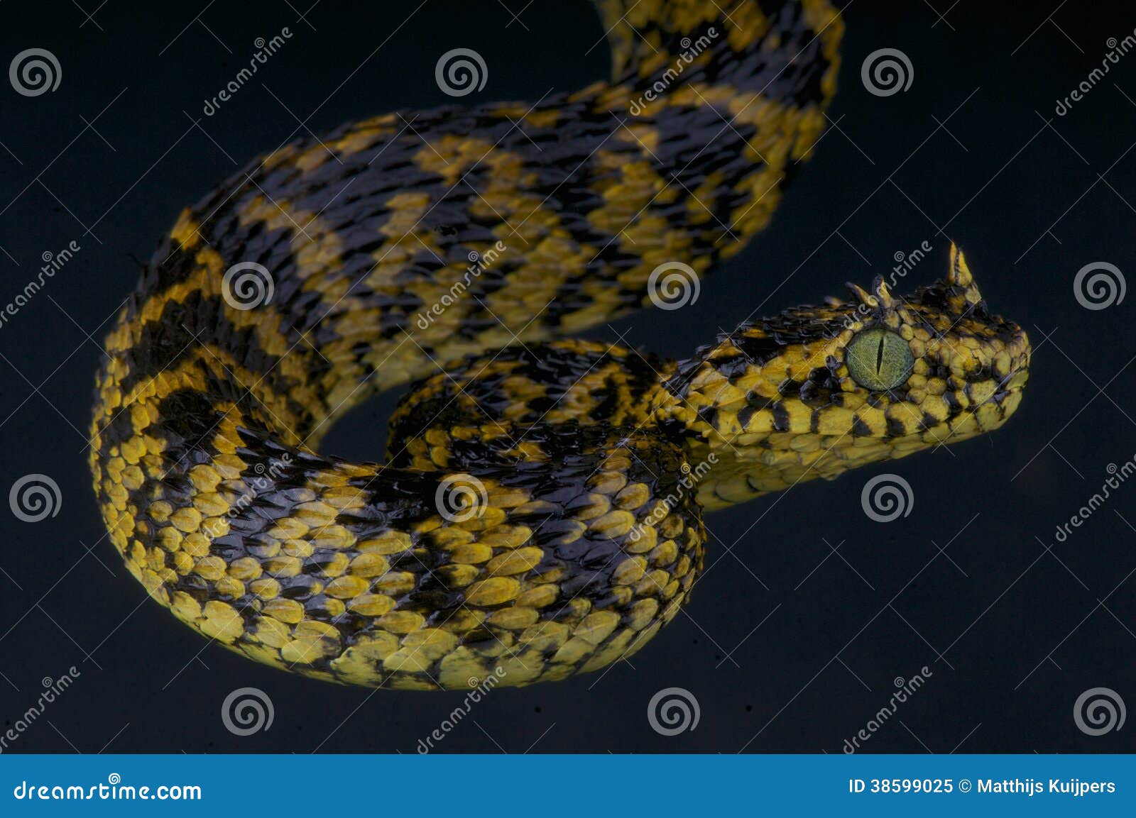 Usambara-Hornviper/Atheris-ceratophora Stockbild - Bild von haustiere ...