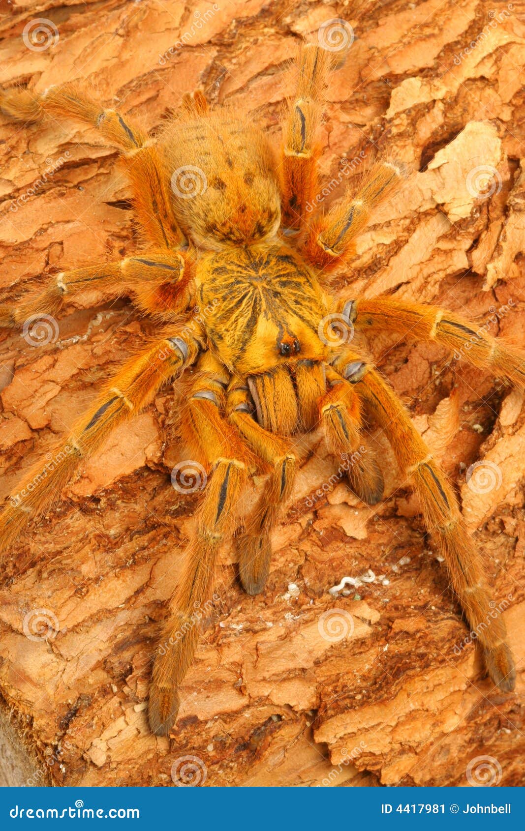 Usambara Orange Baboon Tarantula Stock Image - Image of creepy, spider ...