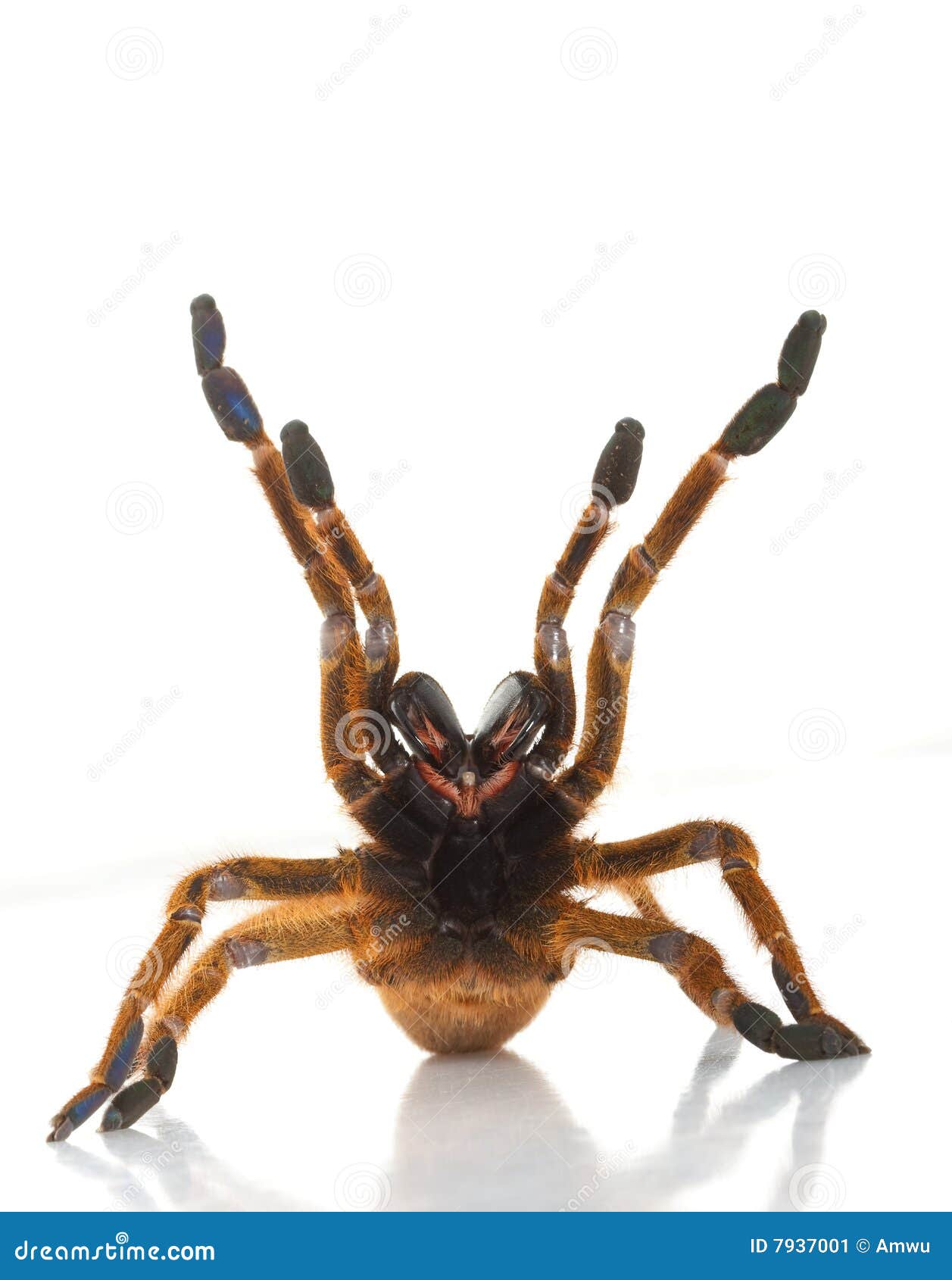Usambara Orange Baboon Tarantula Stock Image - Image of animal, white ...