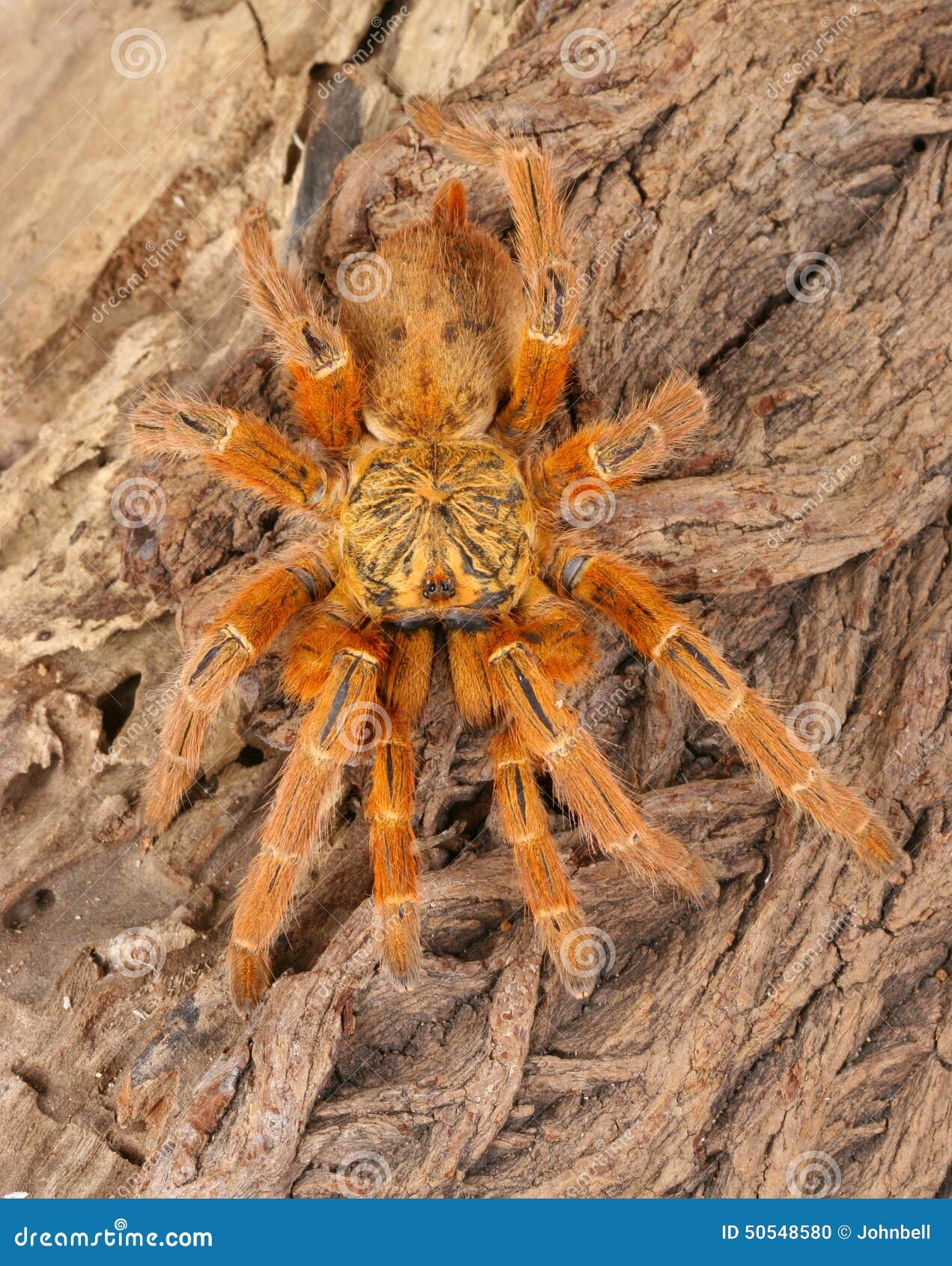 Usambara Orange Baboon Tarantula. Stock Photo - Image of stealth ...