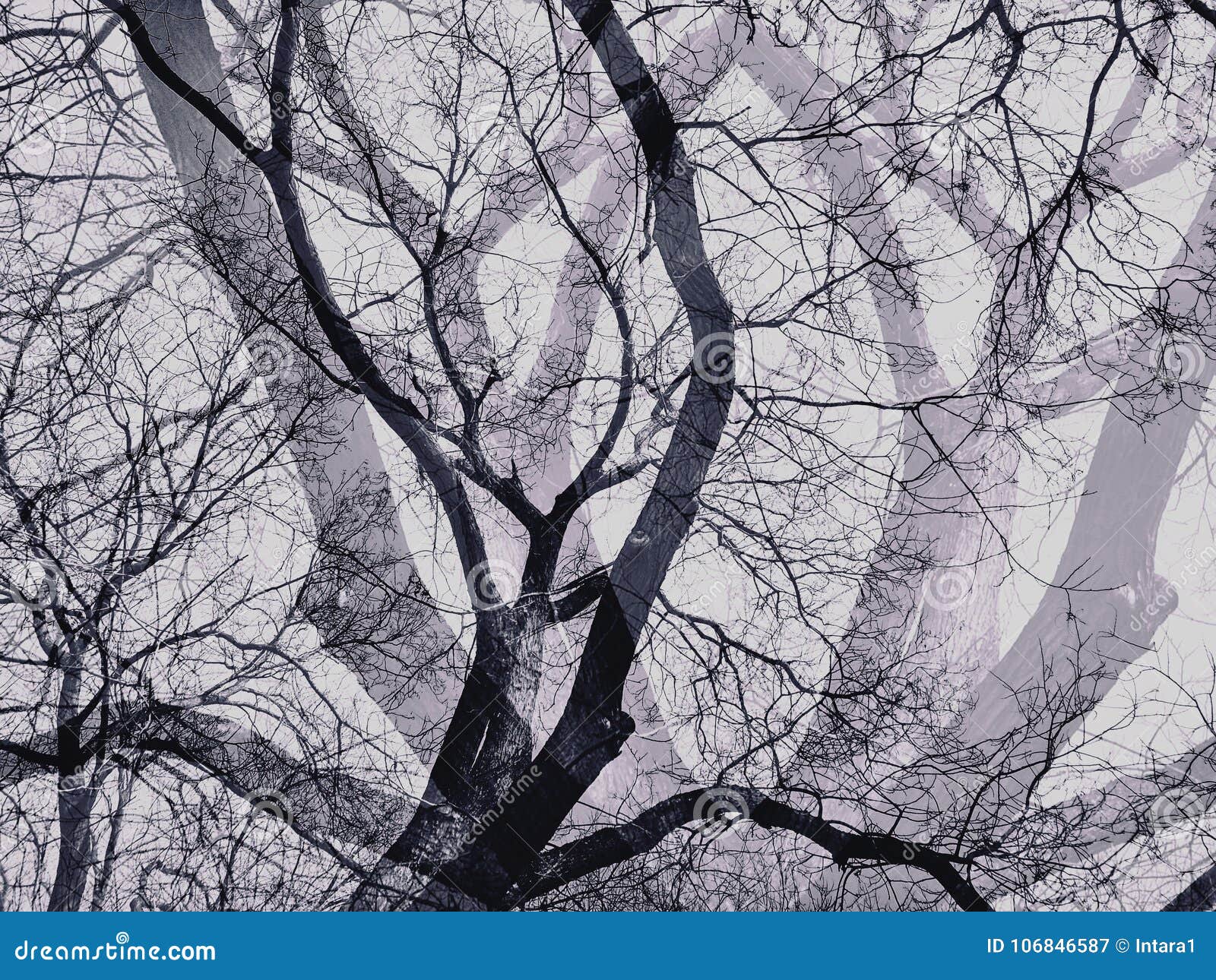 Dead Trees with Shadows in Black and White Colors. Stock Image - Image ...