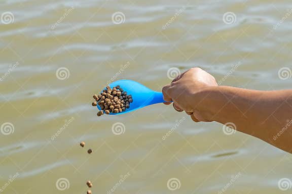 Use a Blue Spoon To Feed the Fish Stock Photo - Image of feeding ...