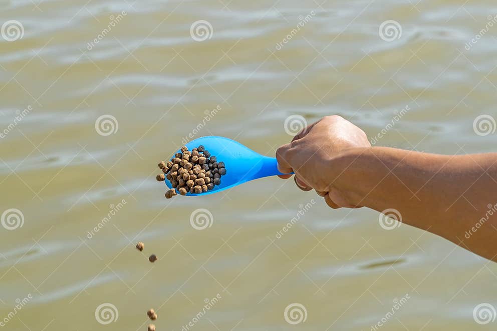 Use a Blue Spoon To Feed the Fish Stock Photo - Image of feeding ...