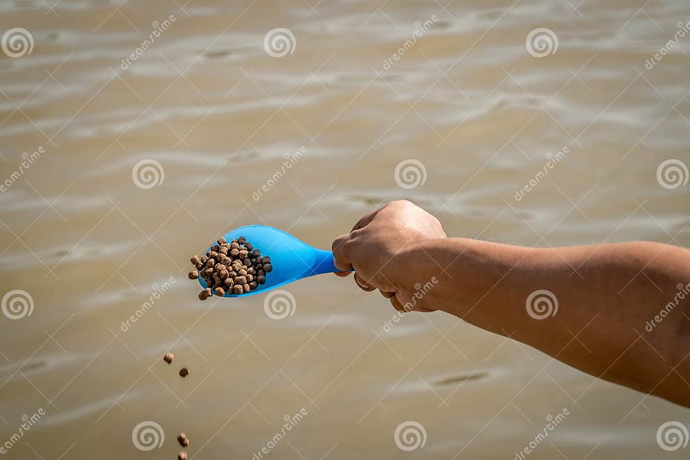 Use a Blue Spoon To Feed the Fish Stock Image - Image of hand, color ...
