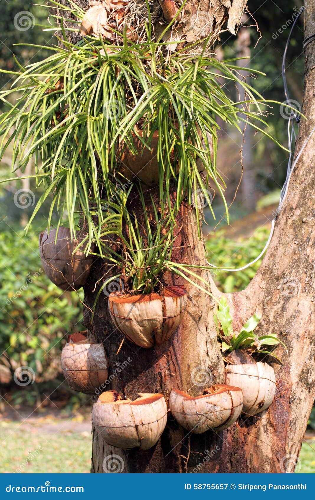 The use of coconut shell stock image. Image of fruit - 58755657
