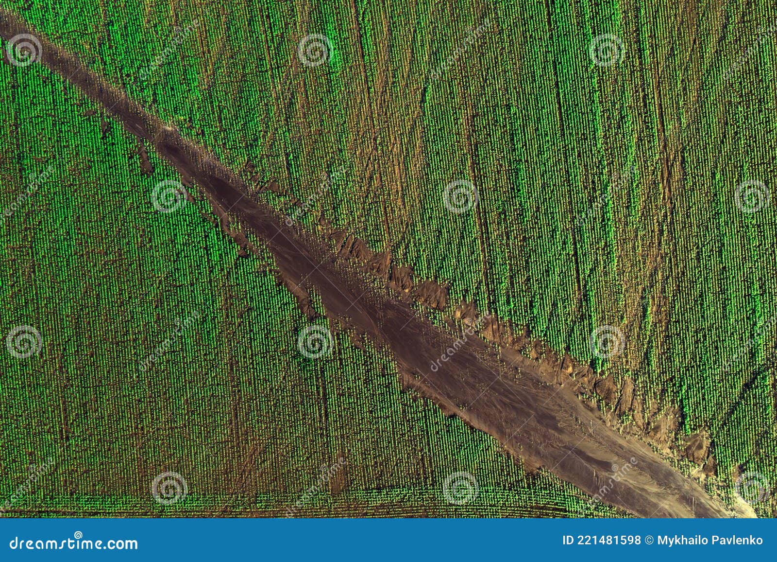 Destroyed Agricultural Crops by Heavy Rains View from the Drone. Stock ...