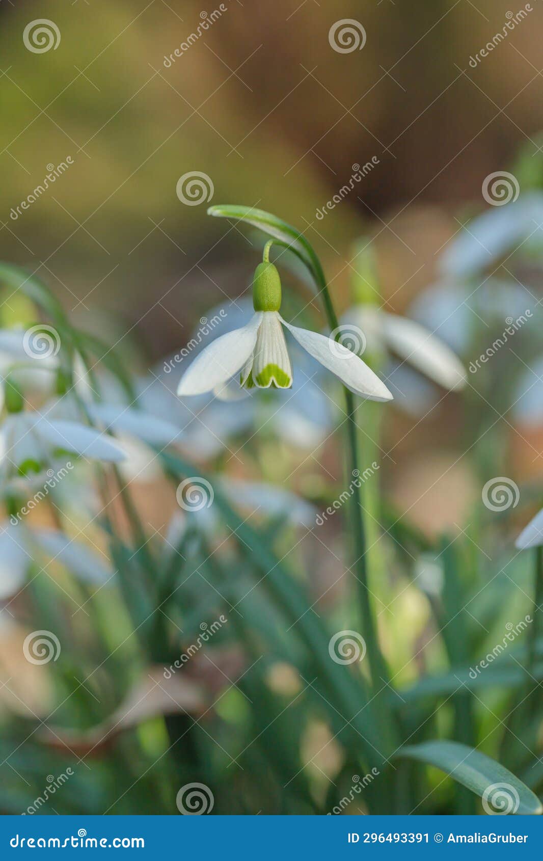 A single snowdrop blossom, stock image. Image of snow - 296493391