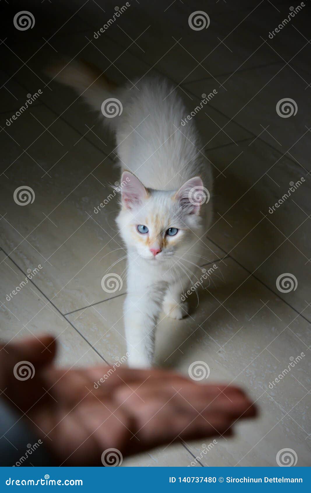 The Owner of the Cat Calls the Siberian Cat To Come by Using His Hand ...
