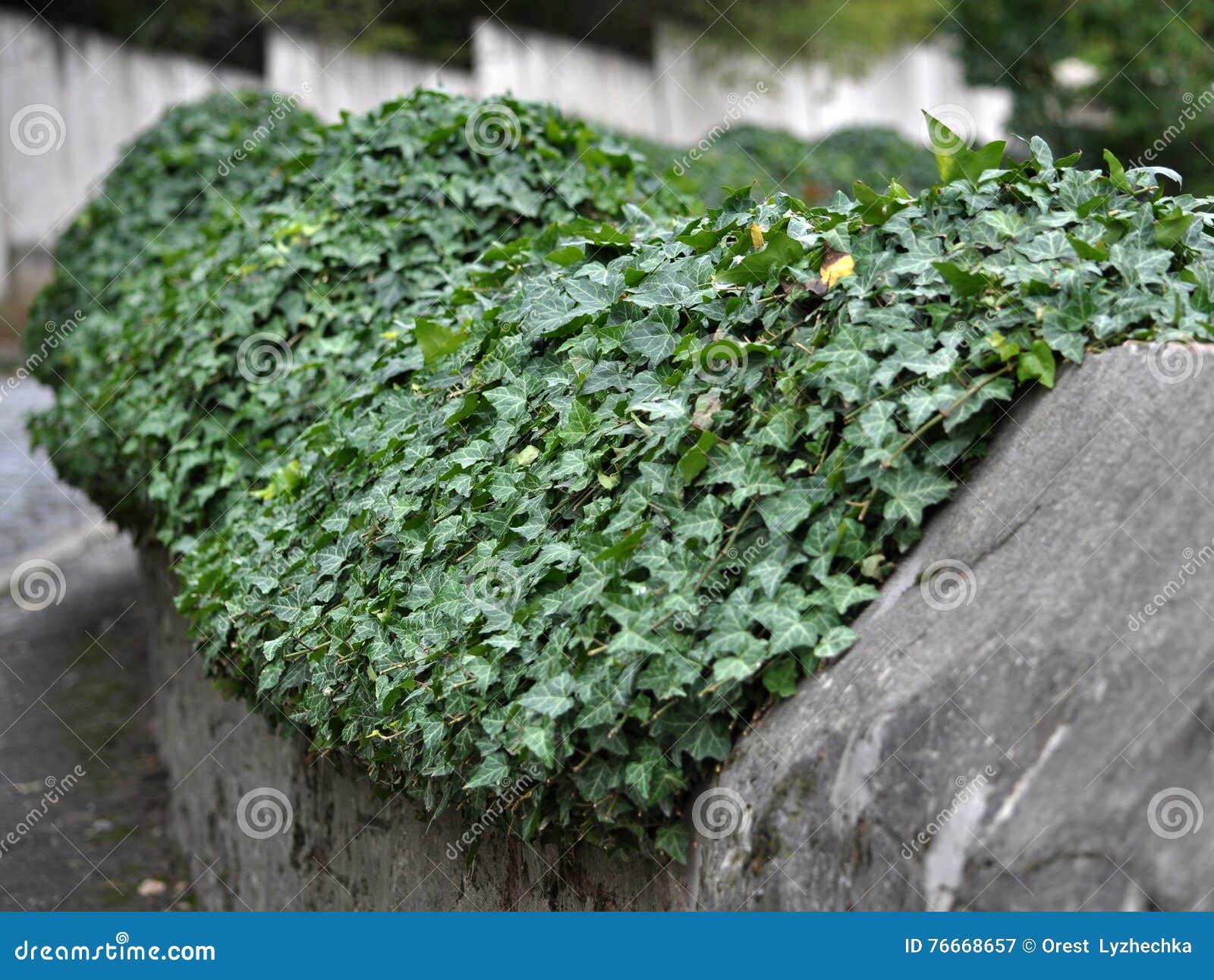 Use ivy for landscaping_4 stock image. Image of landscape - 76668657