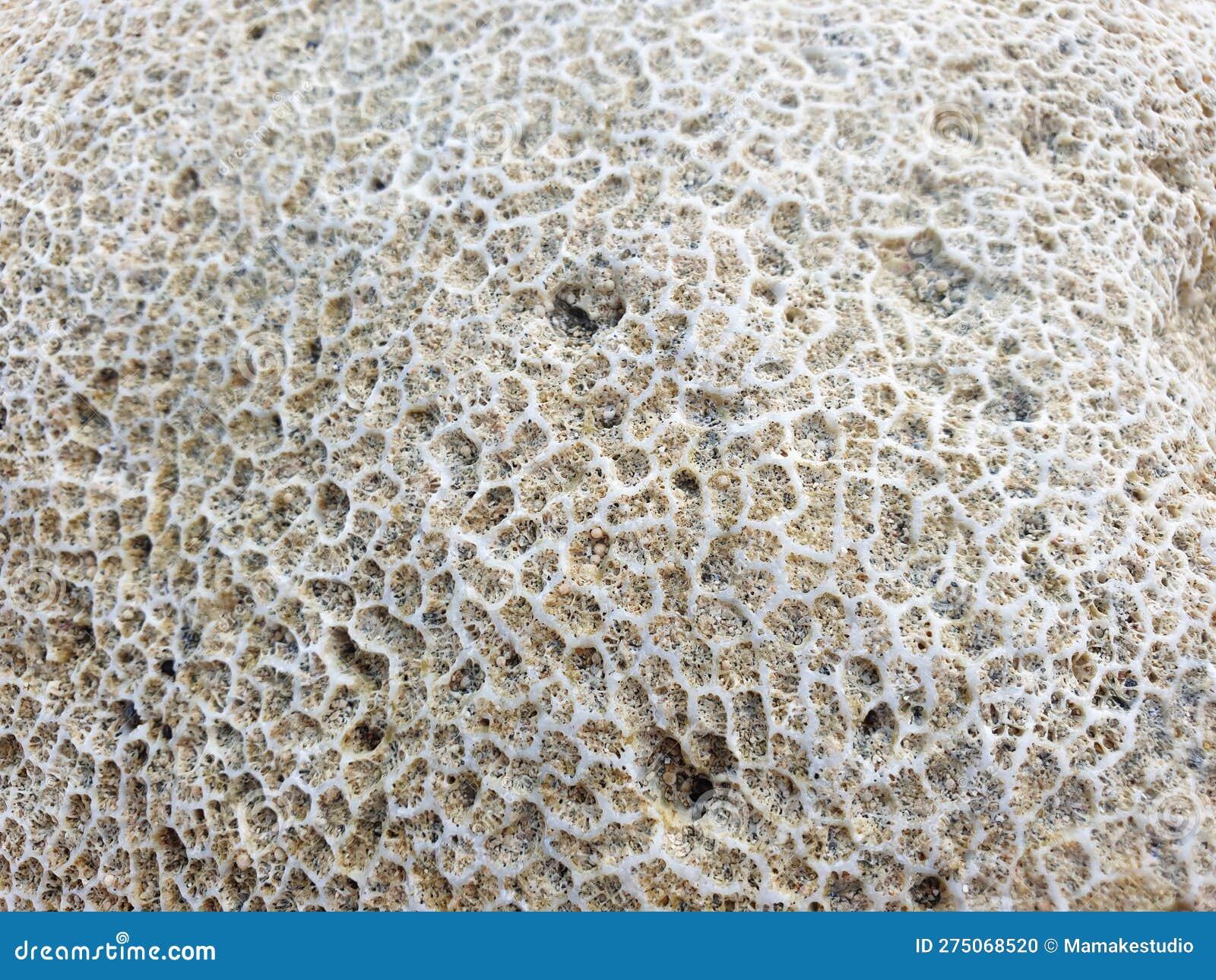 A Close Up of a Coral Texture Stock Photo - Image of abstract, circle ...