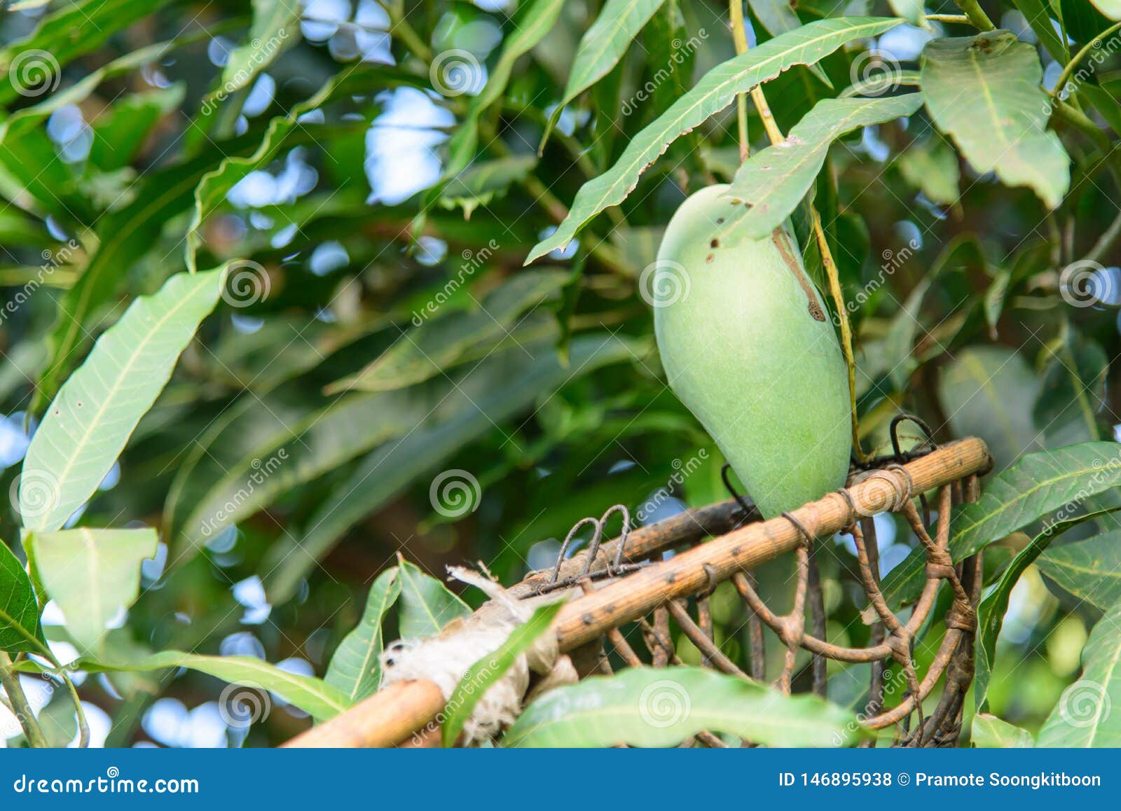 Use Long-handled Fruit-picker for Get Green Mango Stock Photo - Image ...
