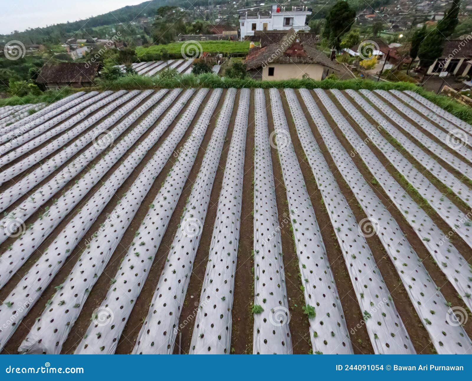 The Use of Plastic for the Agricultural Industry is Still Needed To ...