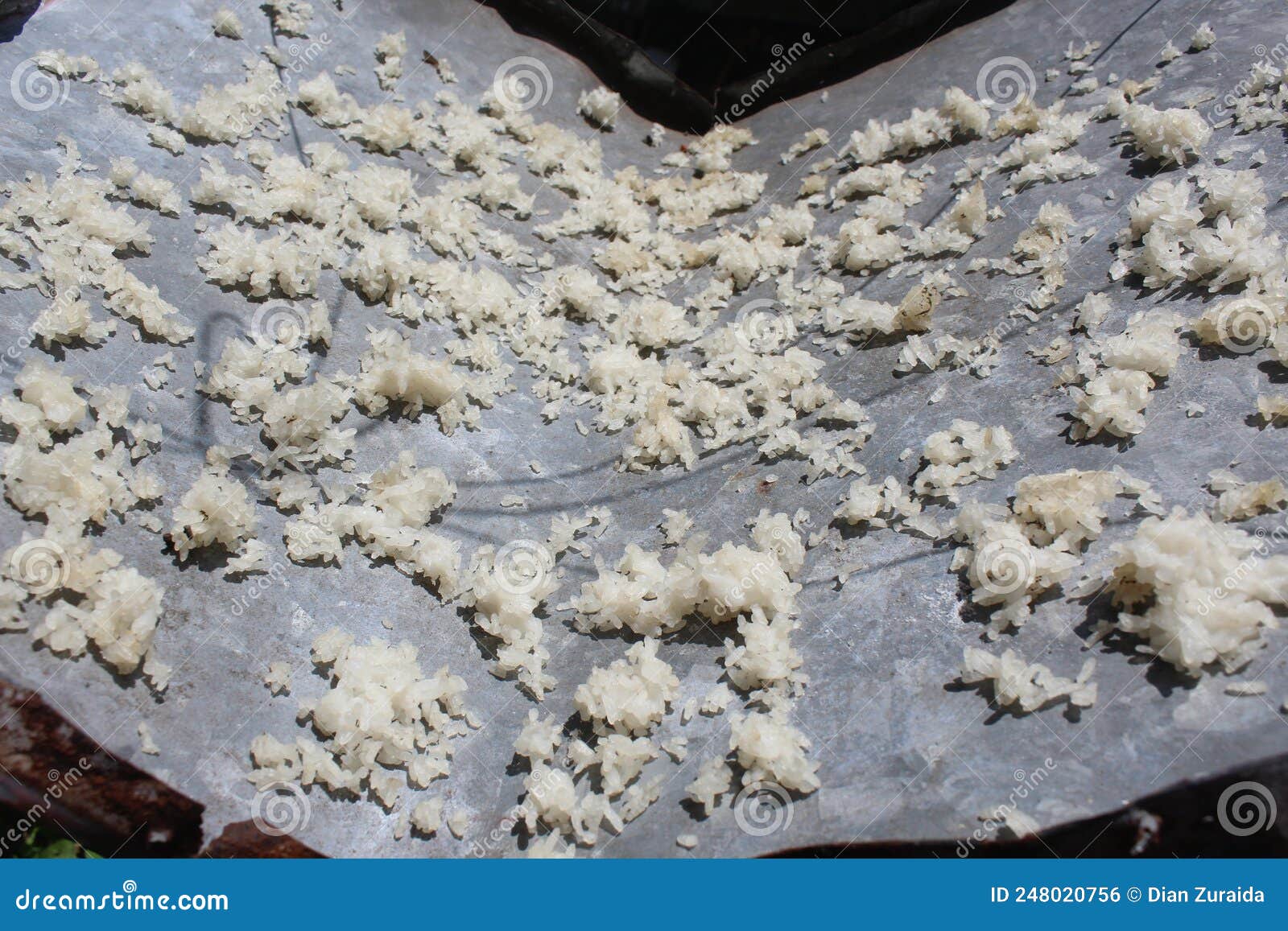 The Use of Rice that is Dried in the Sun Stock Photo - Image of white ...
