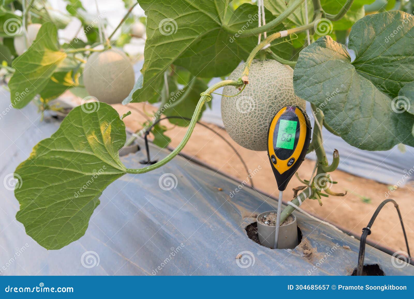 Check the PH Value in Melon Farm Stock Image - Image of tool, metric ...
