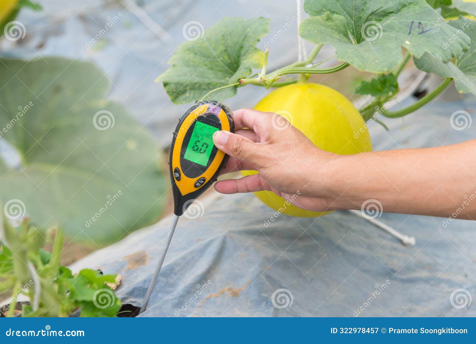 Check PH Value in Planting Soil in Plastic Cover of Melon Garden Stock ...