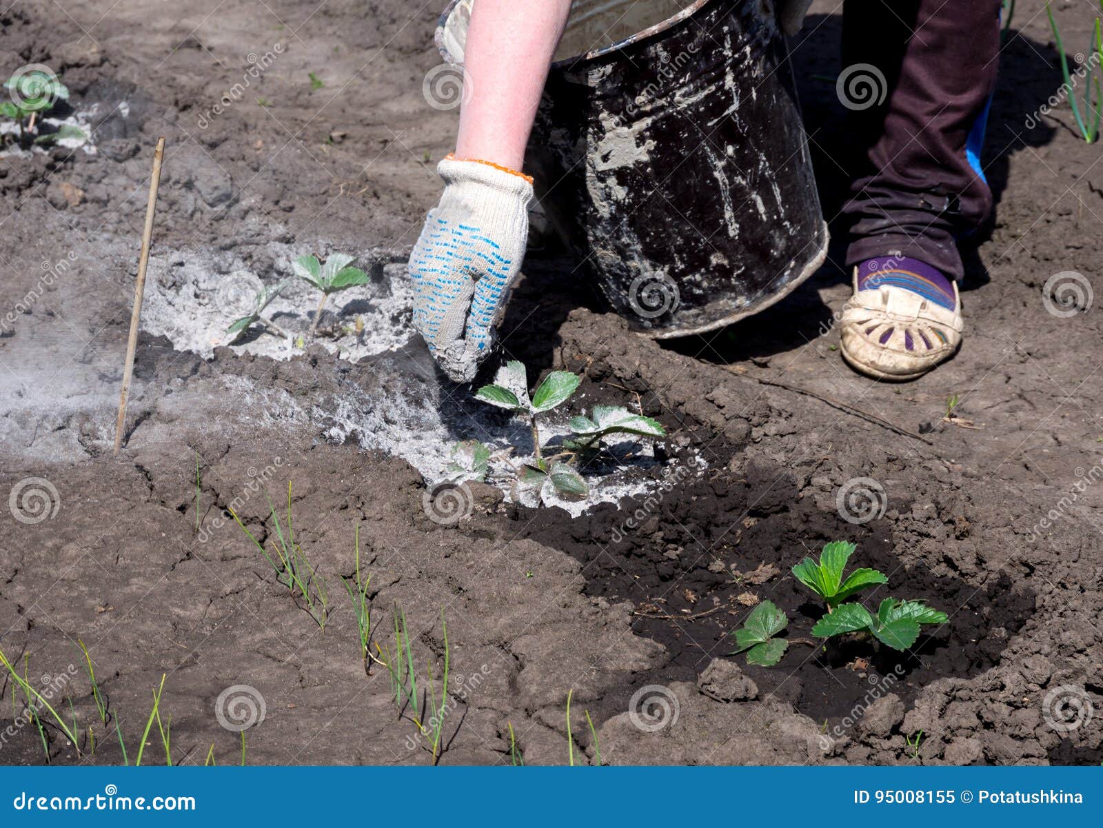 The Use of Wood Ash for Processing Plant Sprouts in the Garden Area ...