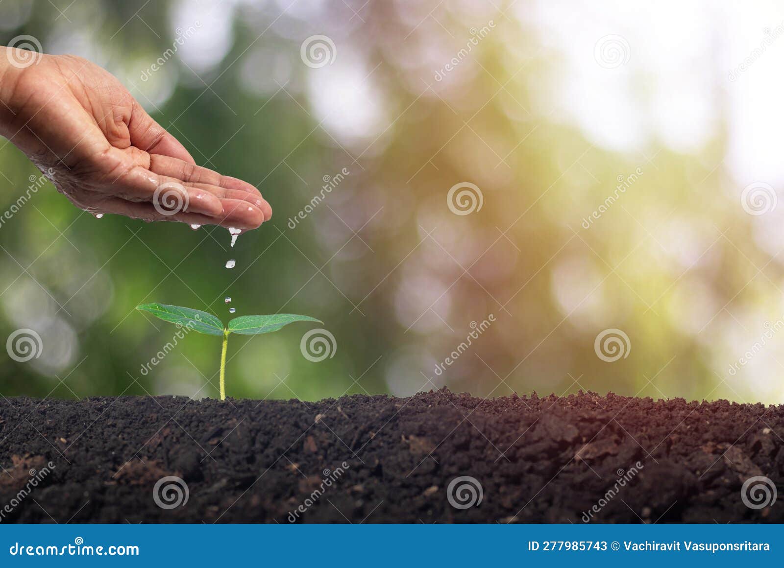 Use Your Hands To Water the Trees Stock Image - Image of grow, earth ...