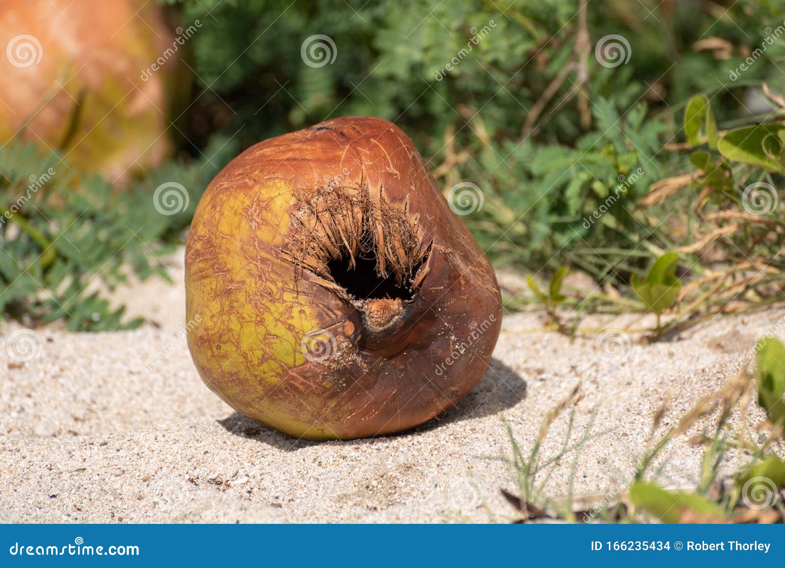 A Single Coconut Shell Lying on the Beach Stock Photo - Image of sand ...
