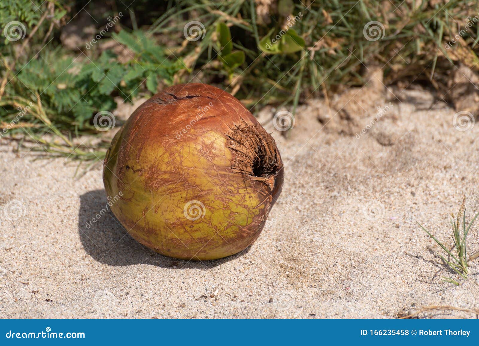 A Single Coconut Shell Lying on the Beach Stock Photo - Image of tree ...