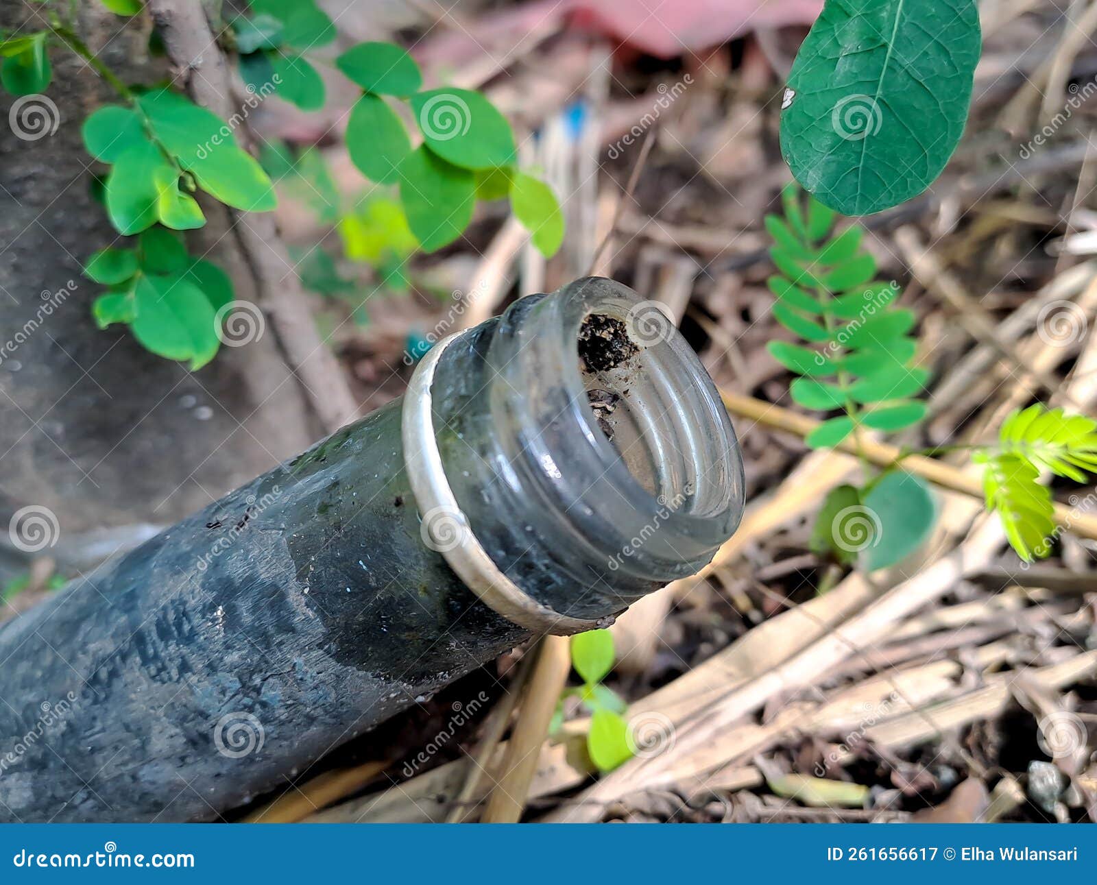 Used Syrup Bottles Embedded in the Ground with Green Grass in between the Bottles Stock Image ...