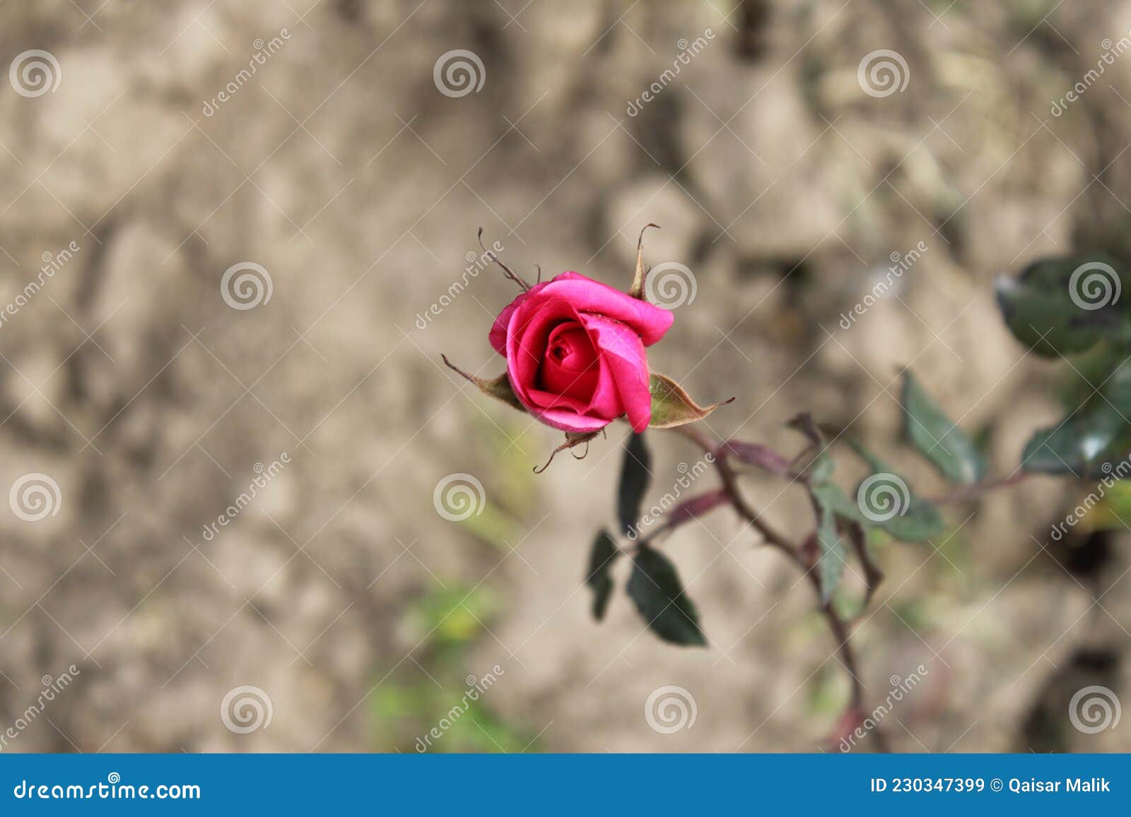 Red Rose Half Blooming in the Garden Stock Image - Image of beautiful ...