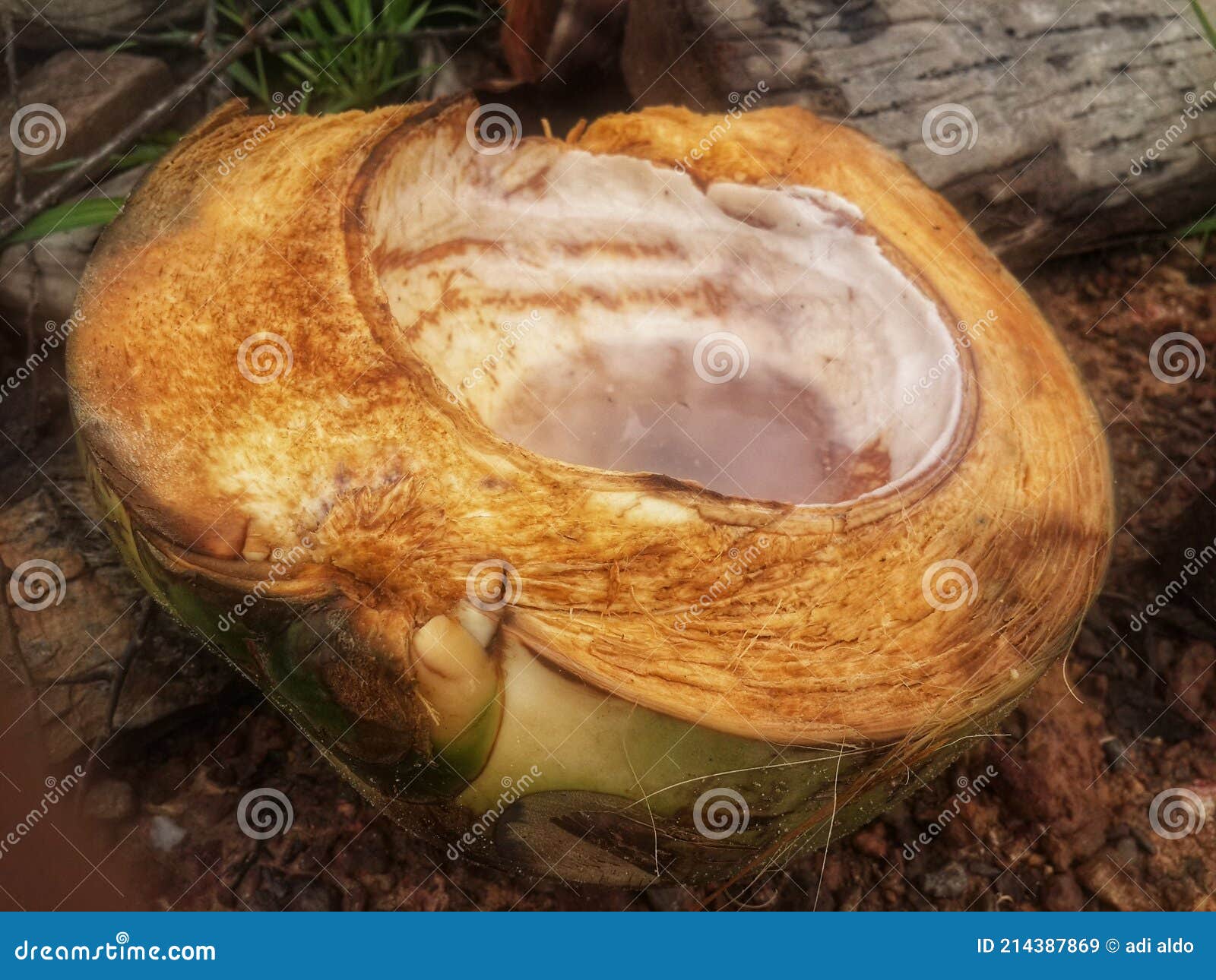Used Young Coconut Shells Discarded in the Kalimantan Swamplands 3 ...