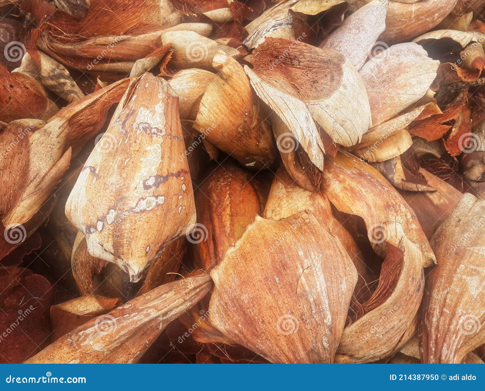 Used Young Coconut Shells Discarded in the Kalimantan Swamplands 8 ...